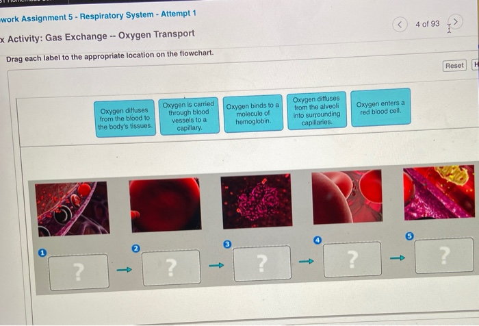 Solved 4 of 93 work Assignment 5 - Respiratory System - | Chegg.com