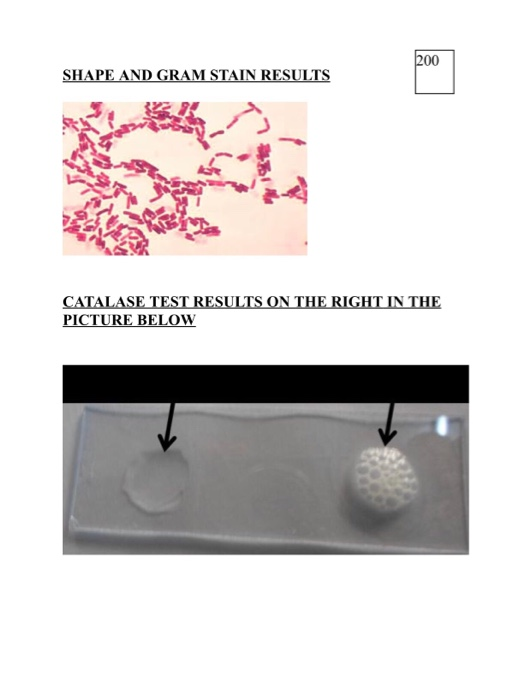 SHAPE AND GRAM STAIN RESULTS CATALASE TEST RESULTS ON | Chegg.com