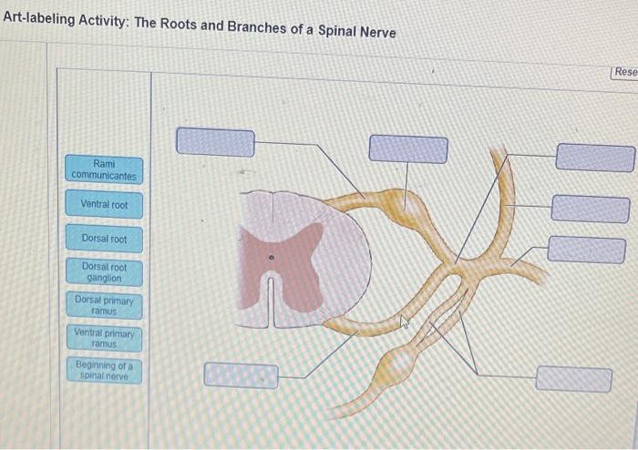 Solved Art-labeling Activity: The Roots and Branches of a | Chegg.com