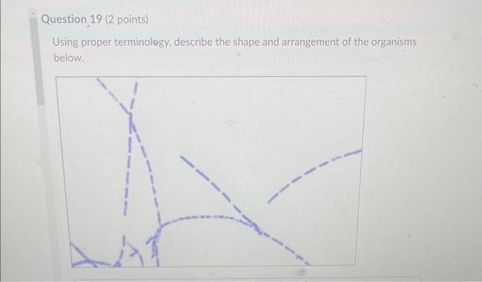 Solved Using proper terminology, describe the shape and | Chegg.com