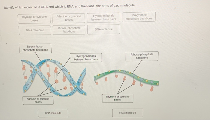 Solved: Identify Which Molecule Is DNA And Which Is RNA, A... | Chegg.com Solved: Identify Which Molecule Is DNA And Which Is RNA, A... | Chegg.com