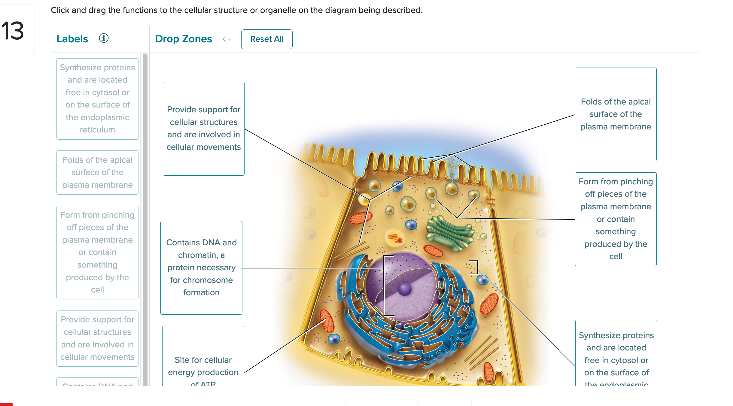 Solved Click and drag the functions to the cellular | Chegg.com