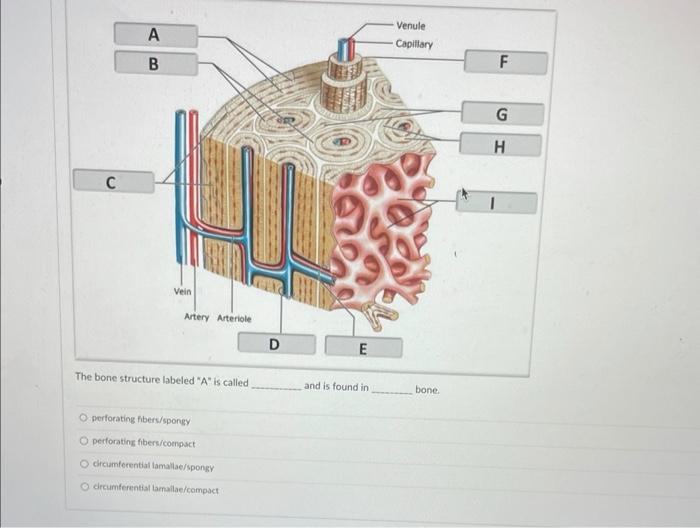 Solved The bone structure labeled " A " is called and is | Chegg.com