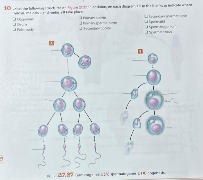 10 Label the following structures on Figure 27.27. In | Chegg.com