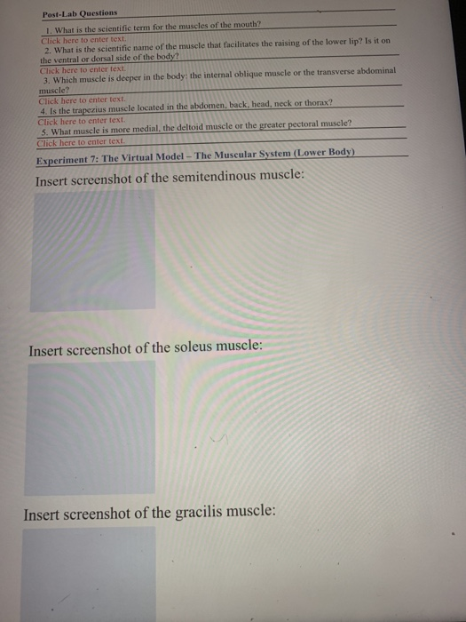 Muscles Activated Action(s) of Muscles) Forearm | Chegg.com