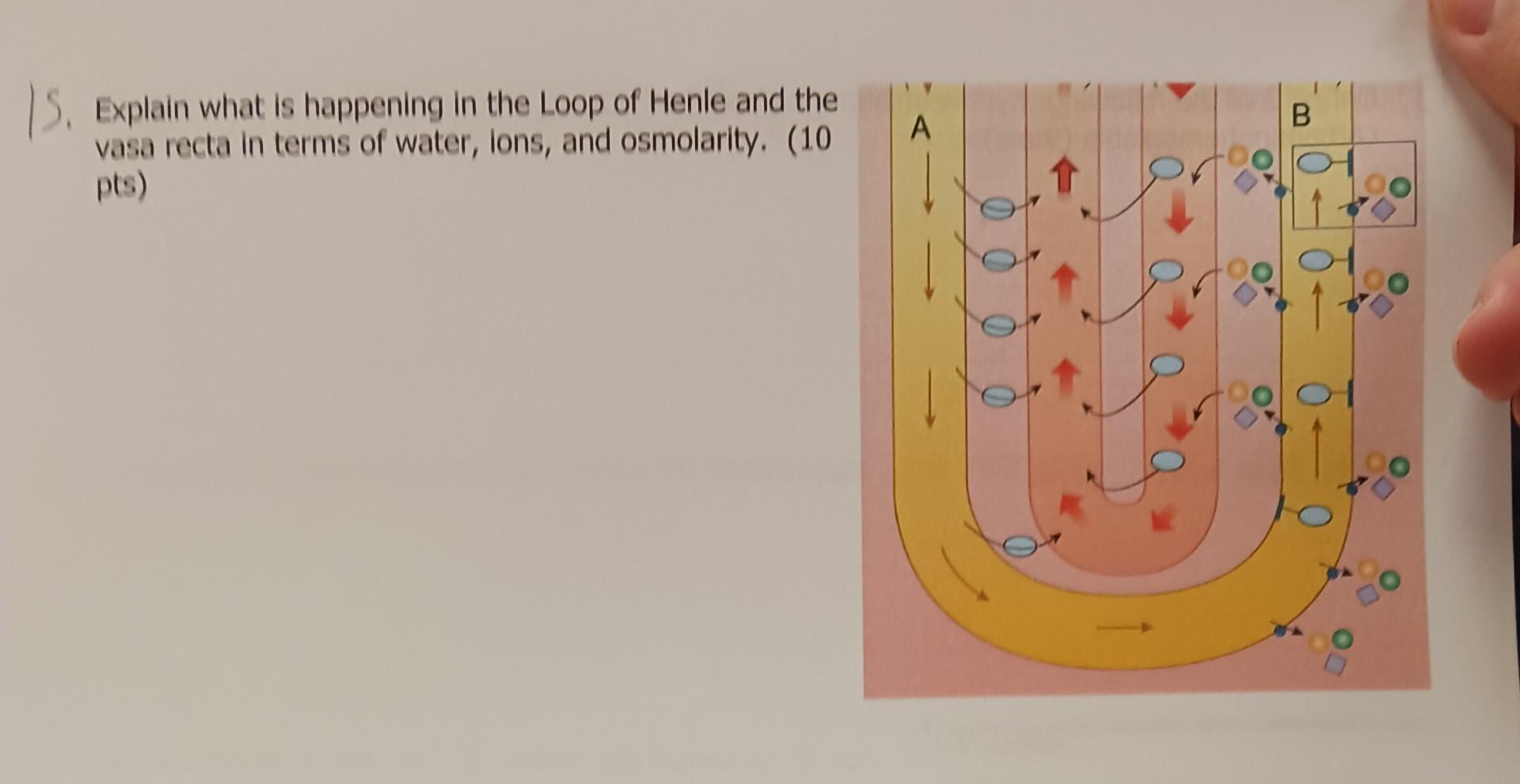 Solved Explain what is happening in the Loop of Henle and | Chegg.com