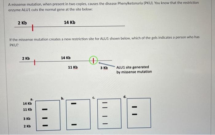 Solved A missense mutation, when present in two copies, | Chegg.com