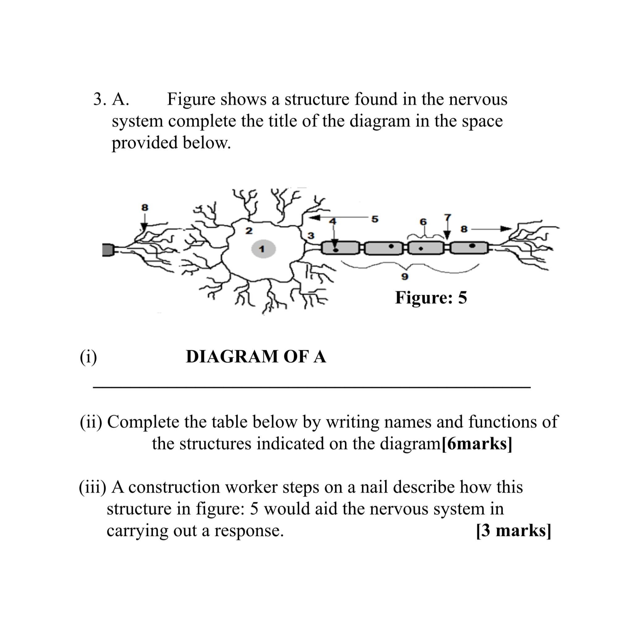 Solved A. ﻿Figure shows a structure found in the nervous | Chegg.com