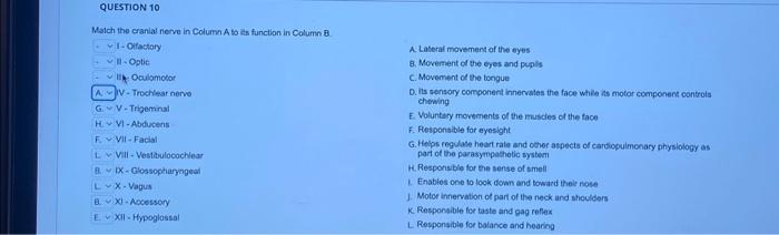 Solved QUESTION 10 Match the cranial nerve in Column A to | Chegg.com