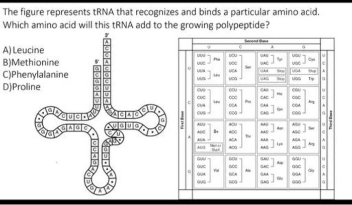 [Solved]: The figure represents tRNA that recognizes and bi