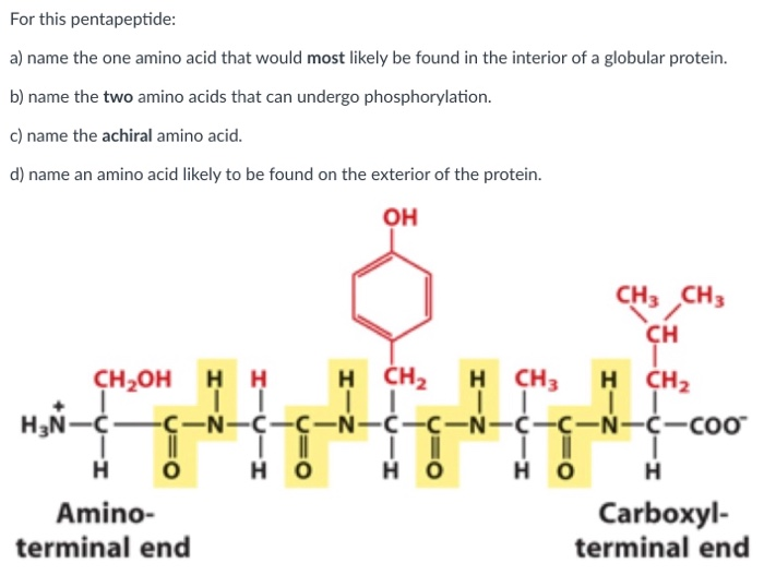 Solved For this pentapeptide: a) name the one amino acid | Chegg.com