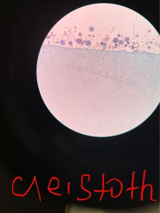 Solved i need your help to measure and write the size in | Chegg.com