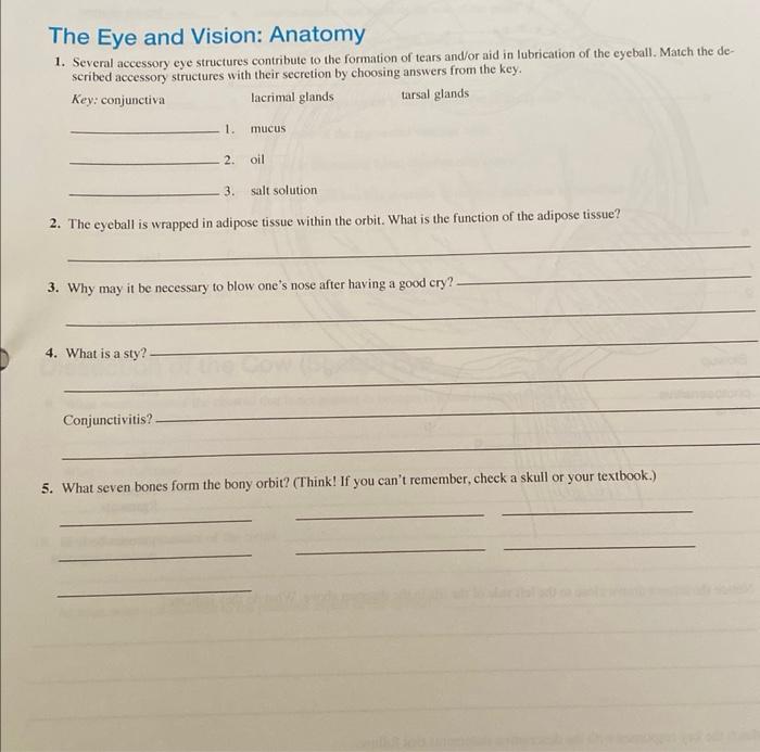 Solved The Eye and Vision: Anatomy 1. Several accessory eye | Chegg.com