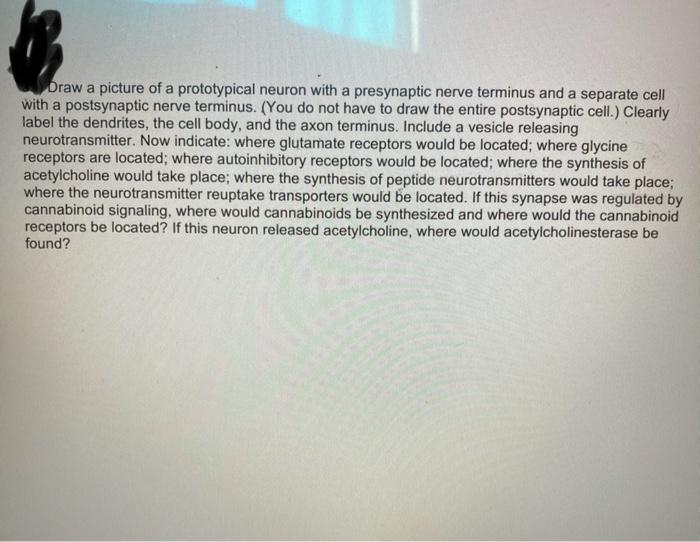 Solved Draw a picture of a prototypical neuron with a | Chegg.com