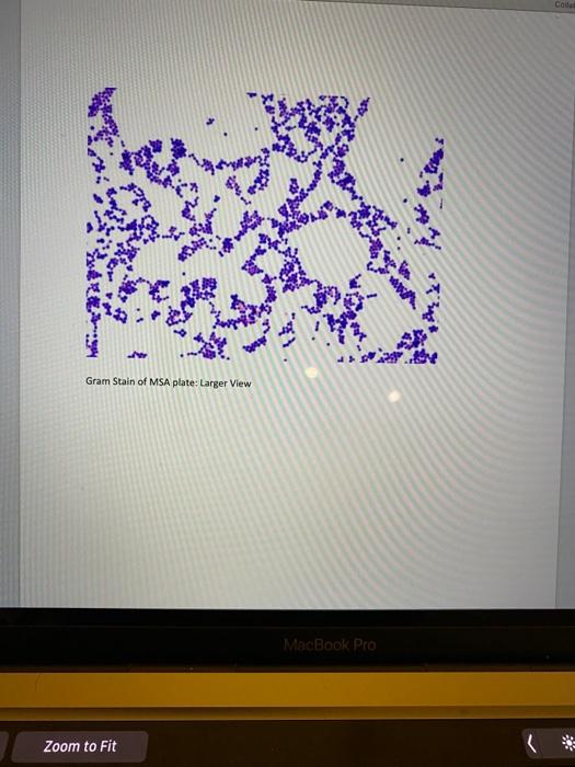 Solved Gram Stain of MSA plate: Larger View MacBook Pro Zoom | Chegg.com