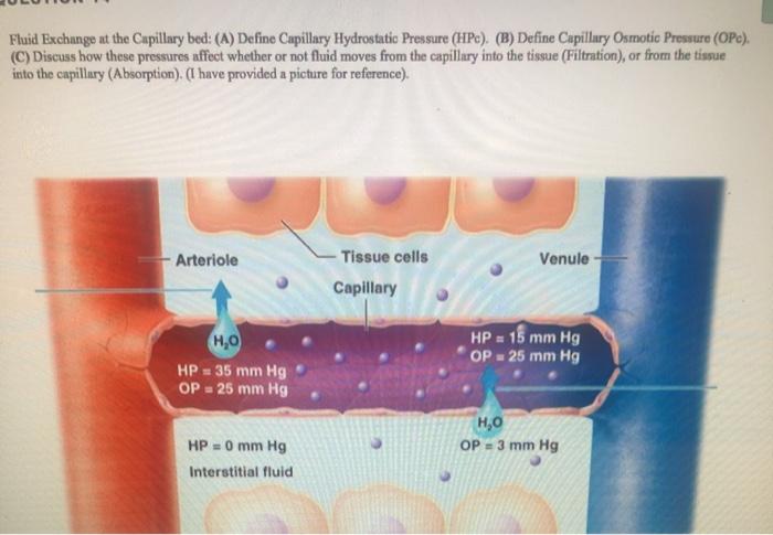 Solved Fluid Exchange at the Capillary bed: (A) Define | Chegg.com