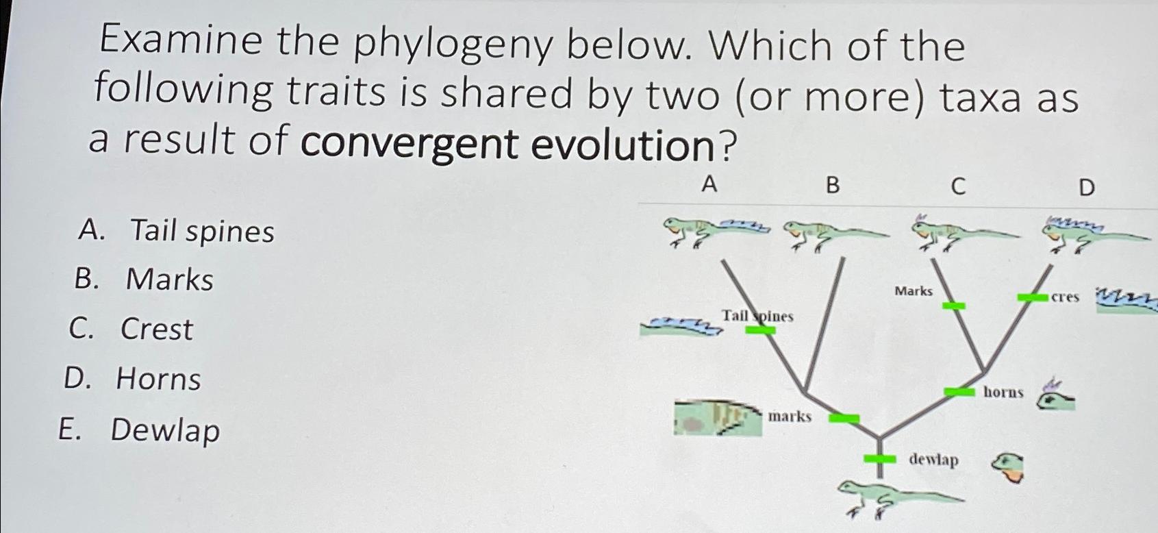 Solved Examine the phylogeny below. Which of the following | Chegg.com