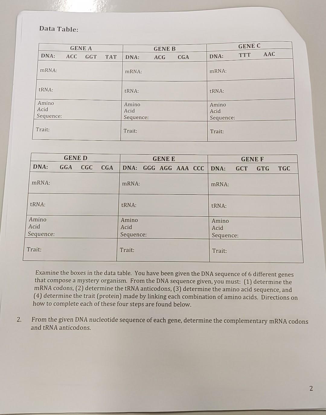Solved Data Table: GENE A ACC GGT GENE B ACG CGA GENE C TTT | Chegg.com