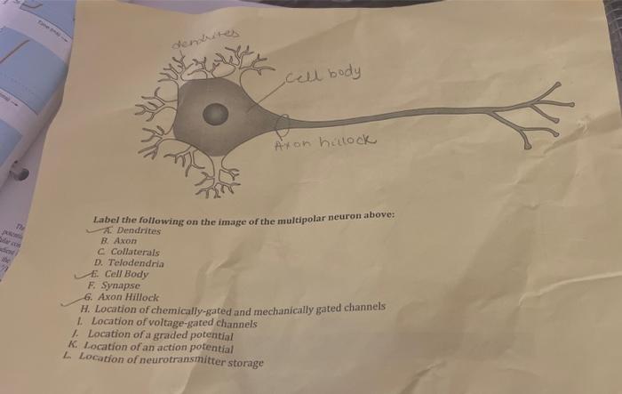 Solved Label the following on the image of the multipolar | Chegg.com