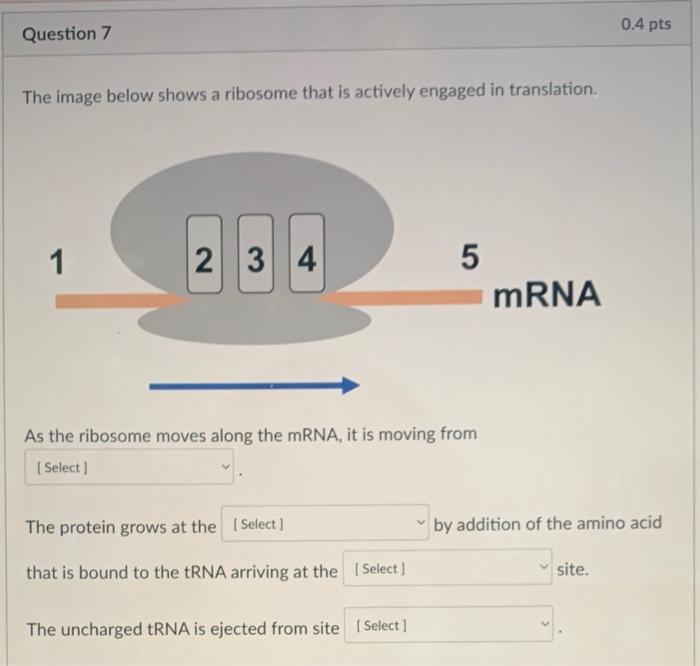 Solved The image below shows a ribosome that is actively | Chegg.com