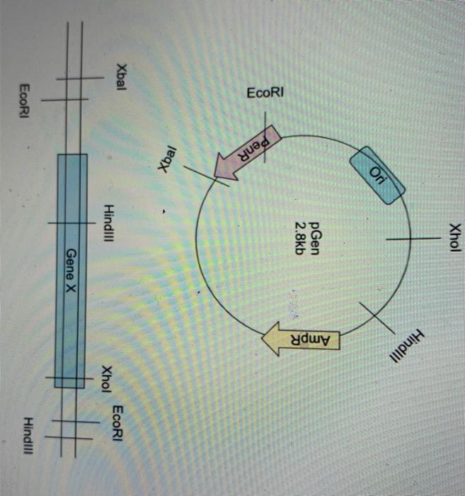 9.1 Which restriction enzyme (XbaI, HindIII, EcoRI, | Chegg.com 9.1 Which restriction enzyme (XbaI, HindIII, EcoRI, | Chegg.com