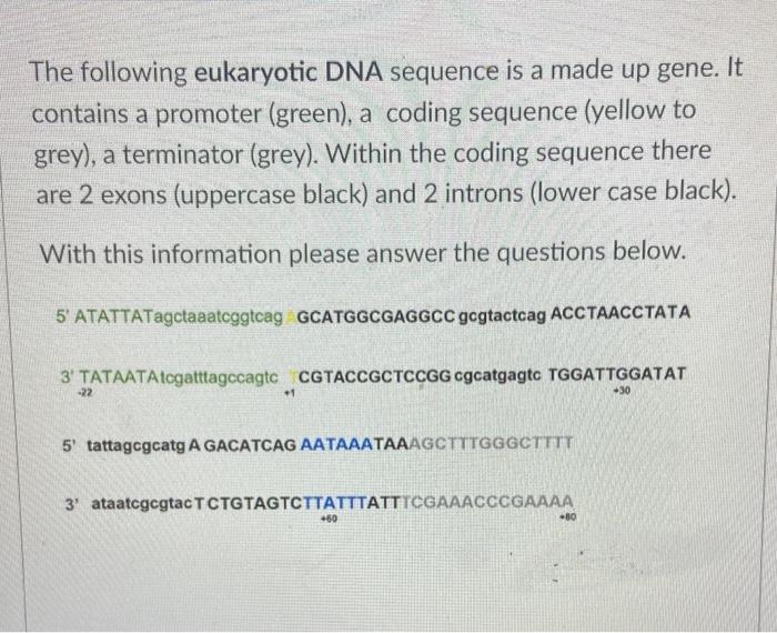 Solved The following eukaryotic DNA sequence is a made up | Chegg.com