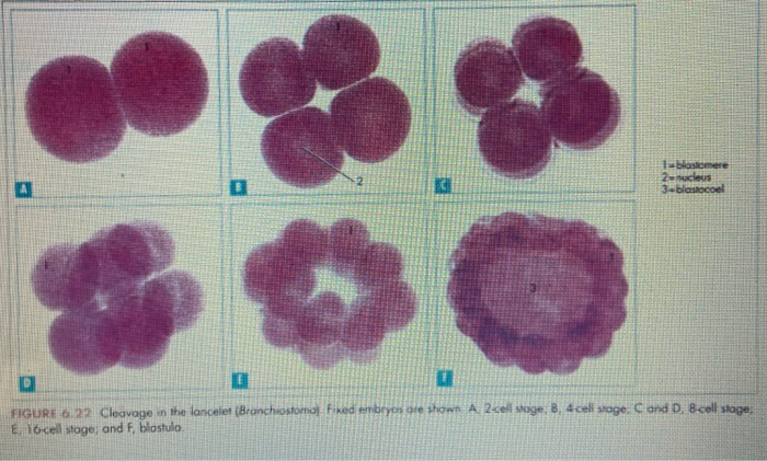 Solved LANCELET The LANCELET (aka Amphioxus) is our next | Chegg.com