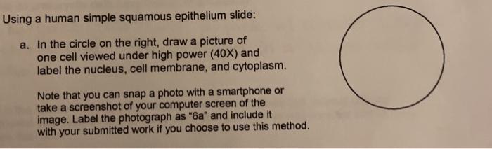 Solved 3. Using the letter "e" slide and the 4x (scanning) | Chegg.com