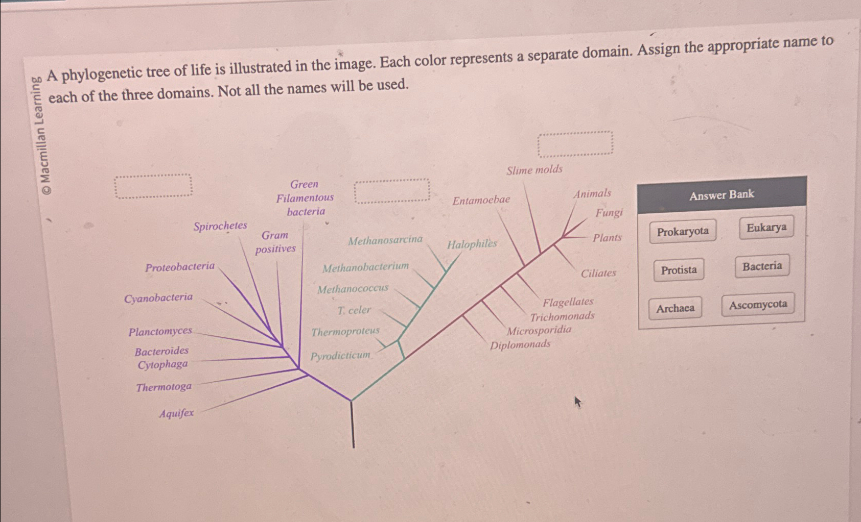 Solved on A phylogenetic tree of life is illustrated in the | Chegg.com
