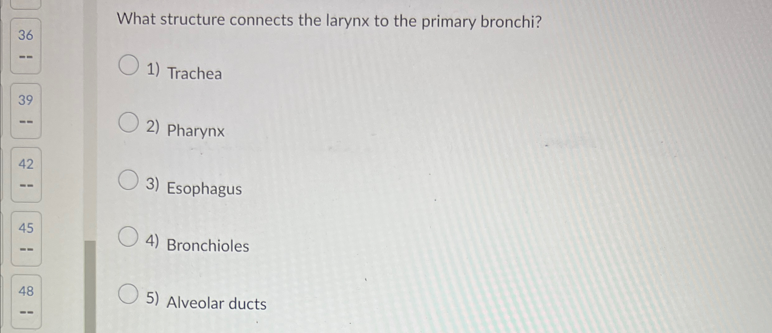 Solved What structure connects the larynx to the primary | Chegg.com
