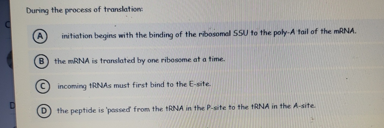 Solved During the process of translation:initiation begins | Chegg.com