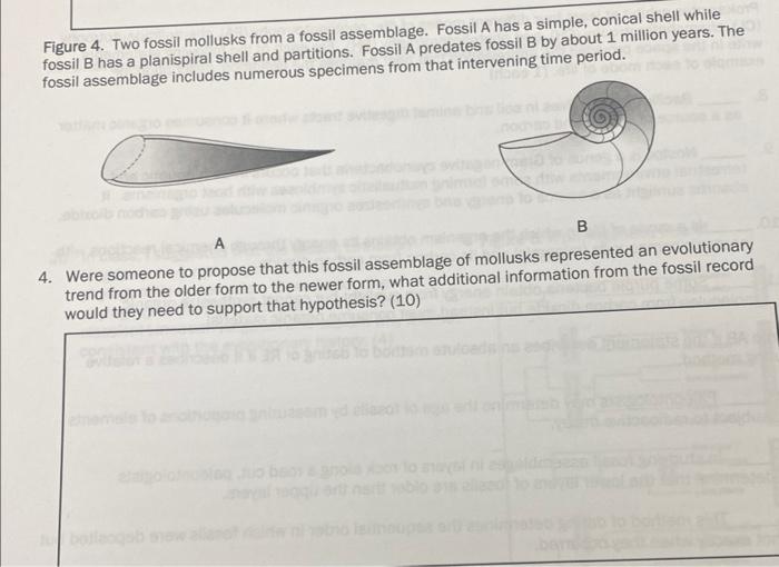 Solved Figure 4. Two fossil mollusks from a fossil | Chegg.com