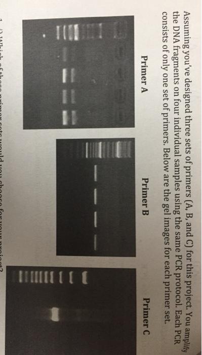 Solved List two possible reasons why primer A produces an | Chegg.com