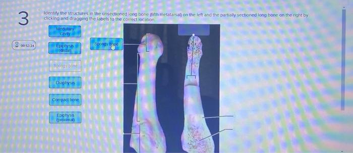 Solved 3 Identify the structures in the unsectioned long | Chegg.com