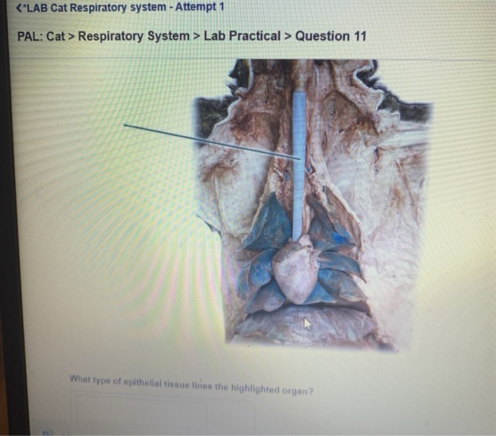 Solved Respiratory System > Lab Practical > Question 11 | Chegg.com