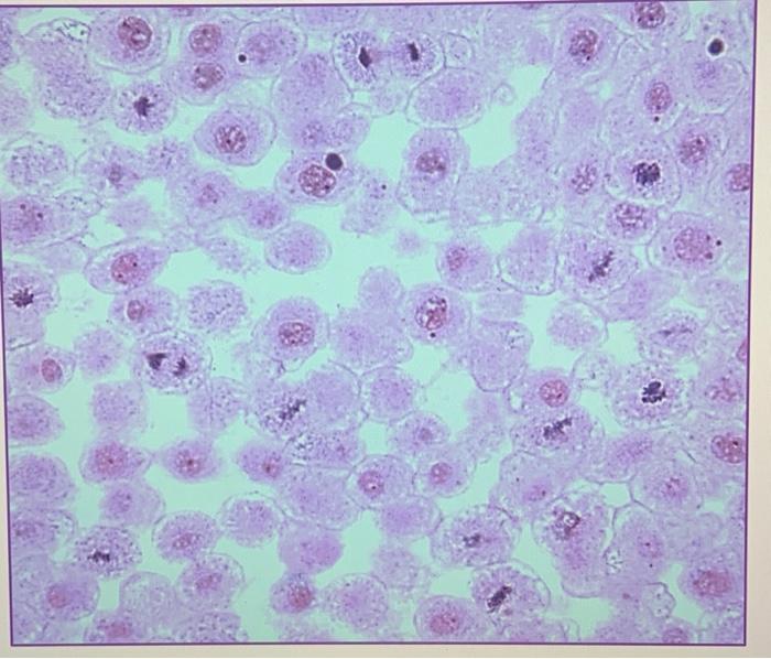 Figure 4. Whitefish blastula mitosis. DATA TABLE 2 | Chegg.com