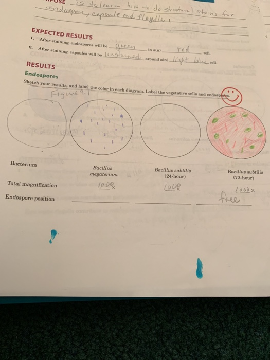 Solved MUSE is to learn how to do structural stains | Chegg.com