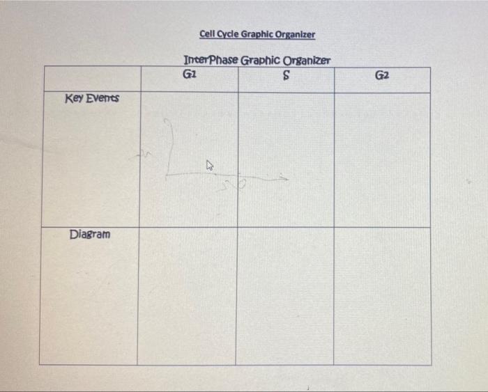 Solved Cell Cycle Graphic Organizer Inter Phase Graphic | Chegg.com