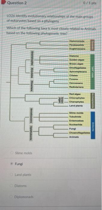 Solved LO26 Identify evolutionary relationships of the main | Chegg.com