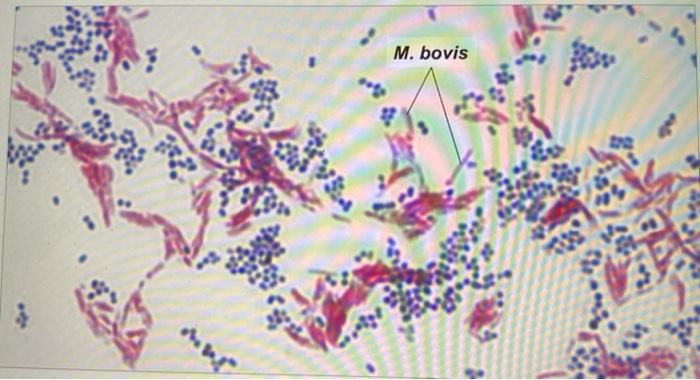 Solved M. bovis | Chegg.com