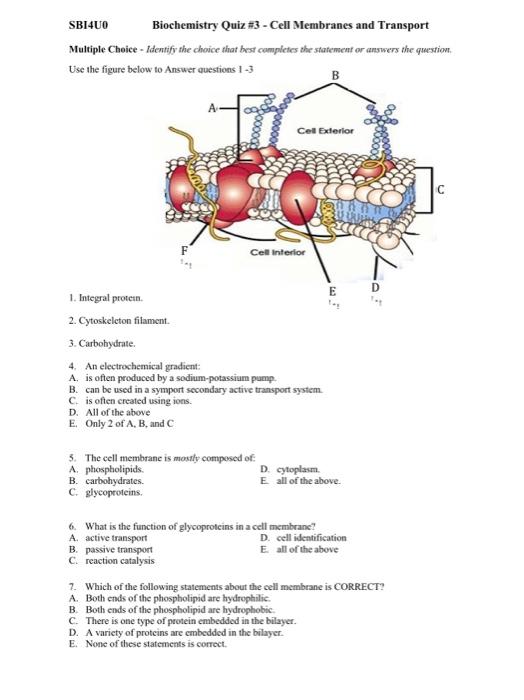 Solved SBI4UO Biochemistry Quiz #3 - Cell Membranes and | Chegg.com