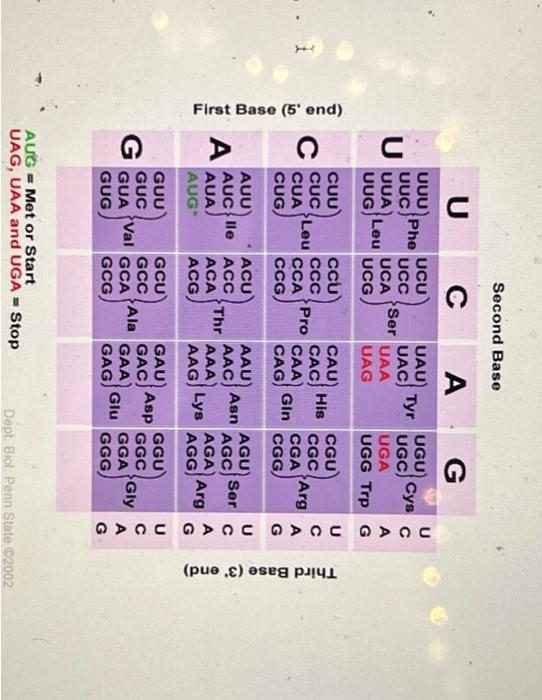 Solved Using the genetic code and the given template strand | Chegg.com