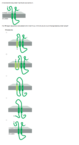 Solved A transmembrane protein has the structure shown.If an | Chegg.com