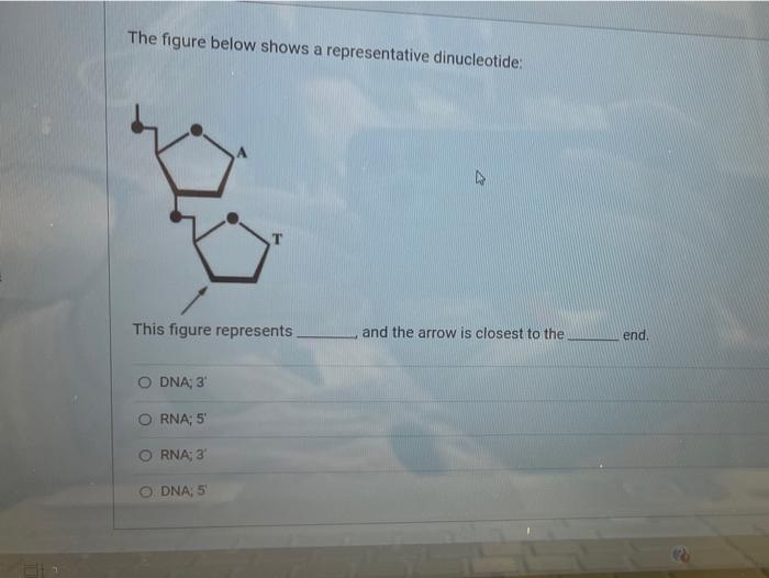 Solved The figure below shows a representative dinucleotide: | Chegg.com