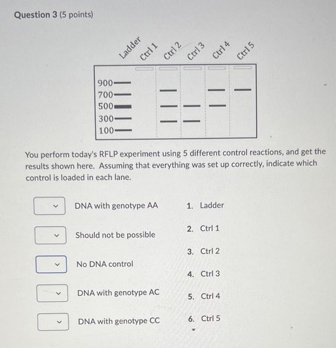Solved Question 3 (5 points) You perform today's RFLP | Chegg.com