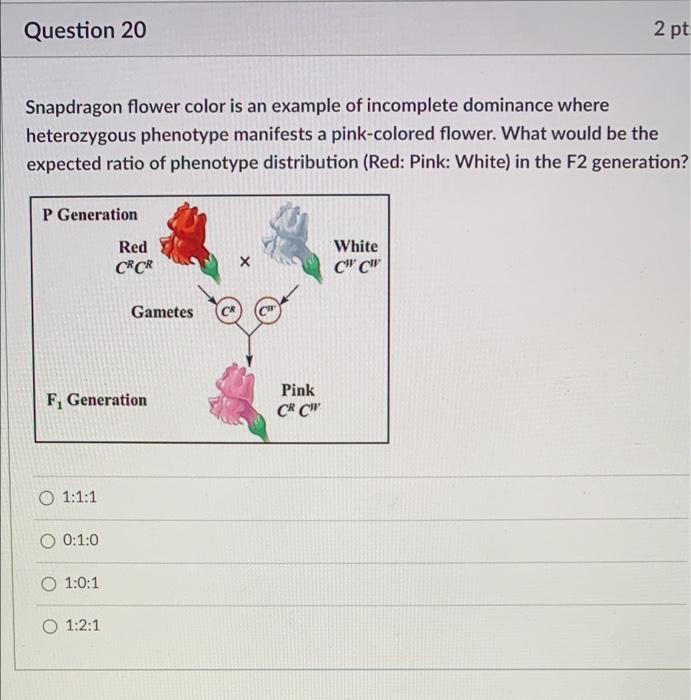 Solved Question 20 2 pt Snapdragon flower color is an | Chegg.com