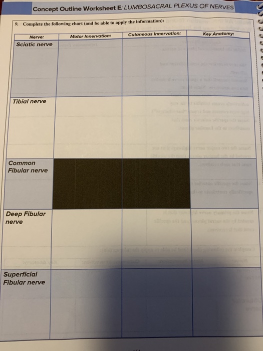 Solved Concept Outline Worksheet E LUMBOSACRAL PLEXUS OF | Chegg.com
