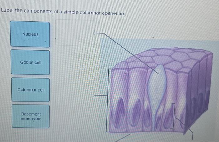 Solved Label the components of a simple columnar epithelium. | Chegg.com