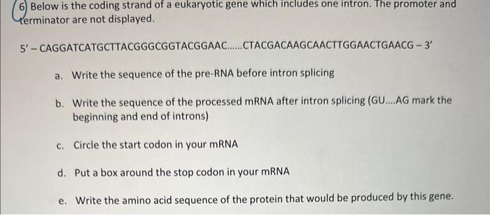 6) Below is the coding strand of a eukaryotic gene | Chegg.com
