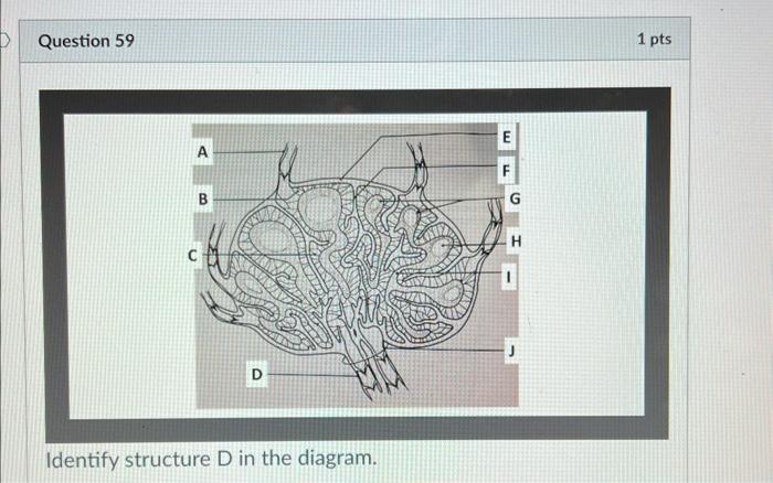 Solved Identify structure D in the diagram. | Chegg.com